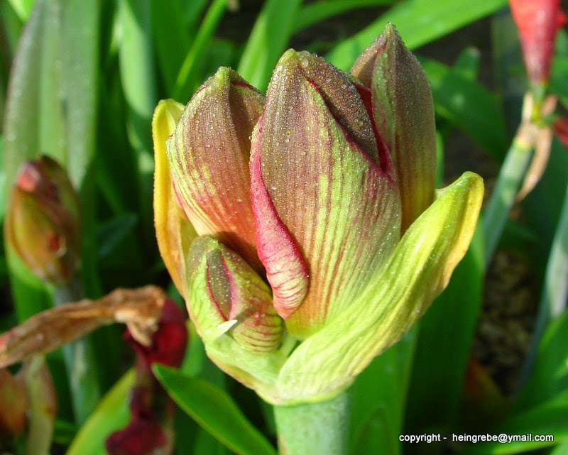 Sharing flower bulb information: Hippeastrum Hybrid Breeding Program ...