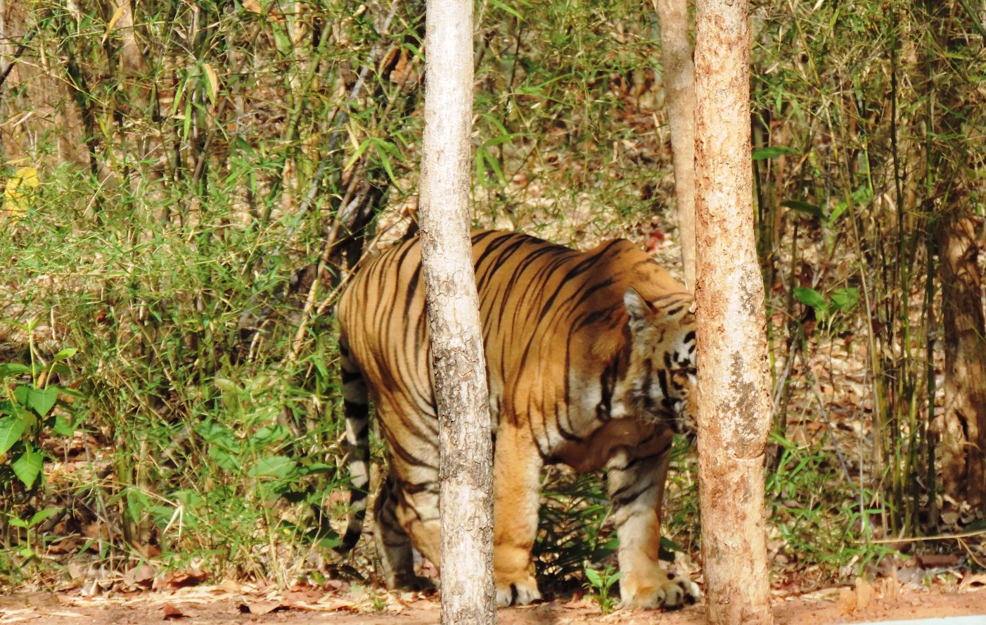 Just About Everything: Tigers galore at Tadoba National Park ...