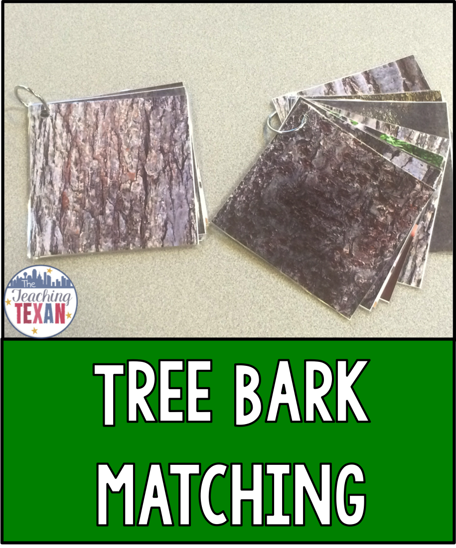 Monday Motivation: Exploring Trees and Bark - The Teaching Texan
