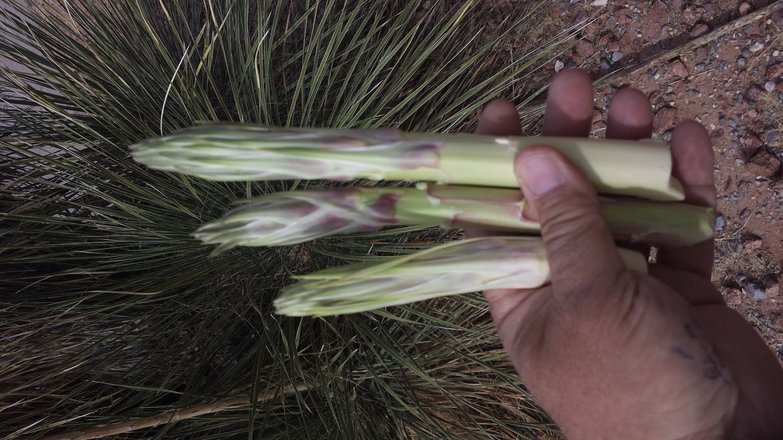 Sword Of Survival: Water From The Yucca Stalk