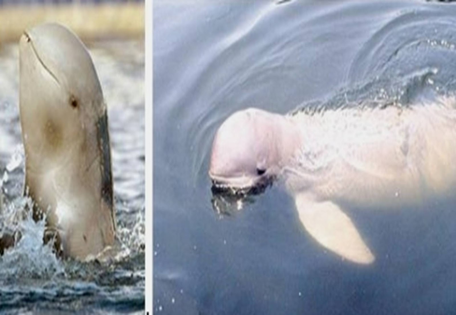 Download 61+ Gambar Ikan Pesut Paling Bagus Gratis