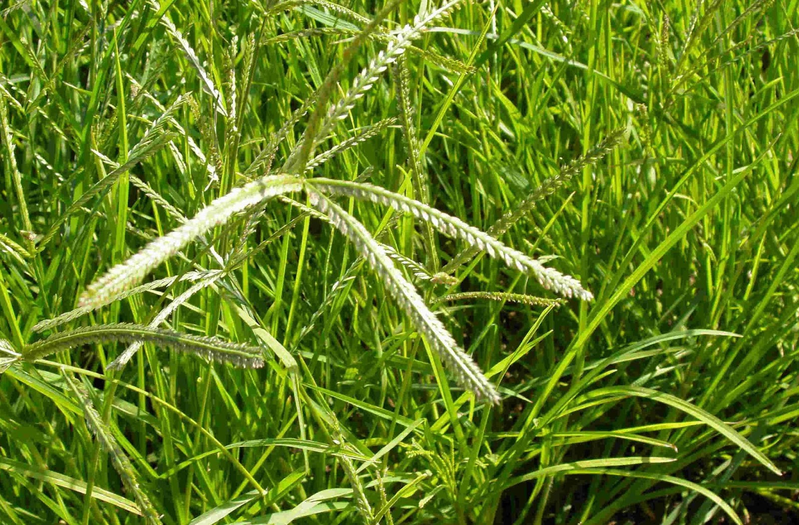 Maria Sinukuan Newspaper: MGA BENEPISYO NG PARAGIS SA ATING KALUSUGAN