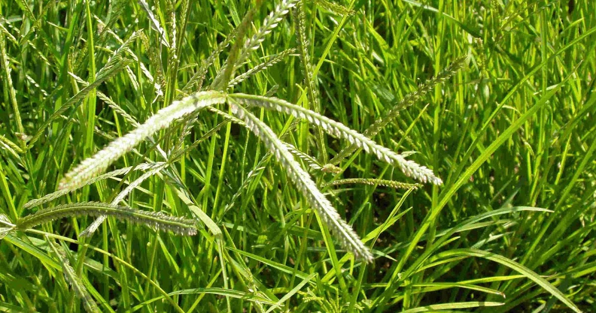 Maria Sinukuan Newspaper: MGA BENEPISYO NG PARAGIS SA ATING KALUSUGAN