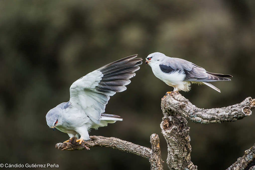 ELANIO AZUL - Elanus Caeruleus | Observatorio de la Naturaleza