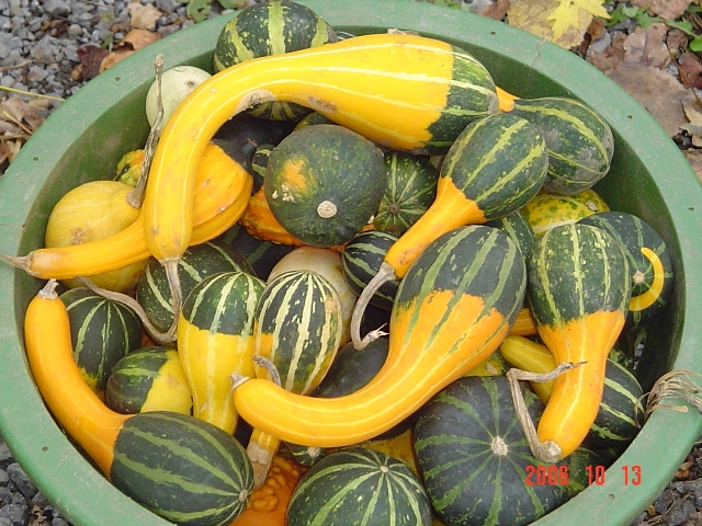 grandma unplugged: FALL HAS COME TO PRINCE EDWARD COUNTY ONTARIO