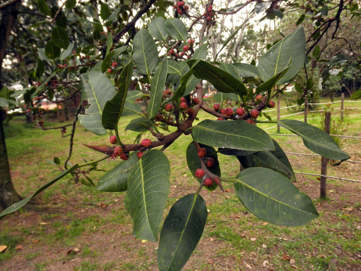 Palmas, arbustos y arboles nativos campus UN: Caucho Sabanero - Ficus ...