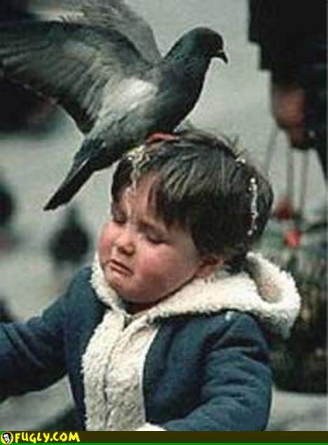 Funny Pictures: Funny Pigeon Pictures
