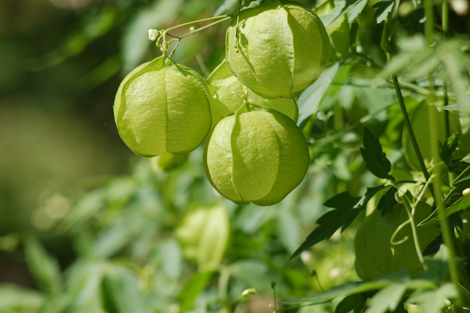 benessere natural-mente: Cardiospermum: proprietà, studi e utilizzi del ...