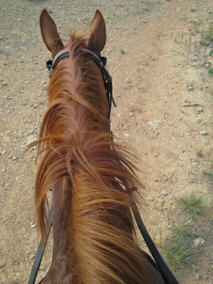 The Reeling: An Unexpected Mareventure: Hogged