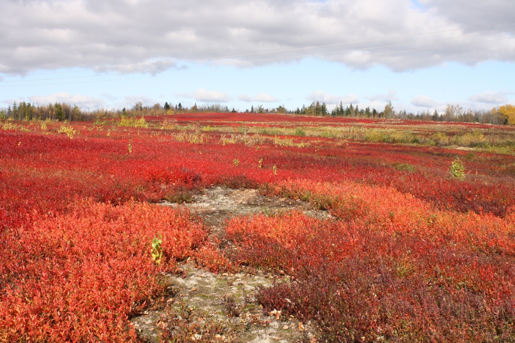 Field Notes ~ Cumberland County, Nova Scotia: Blueberry Fields Outside ...