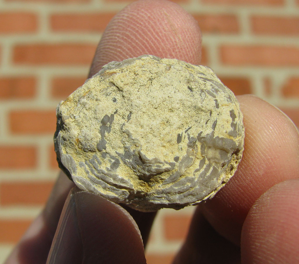 Views of the Mahantango: Favosites conicus coral from the Bois D'Arc ...