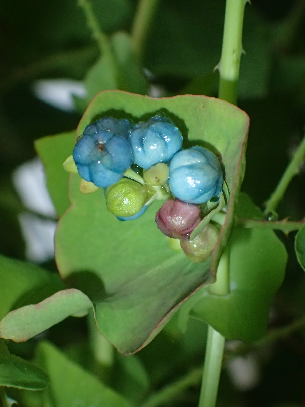Scirpidiella's Plants: Rare fleshy-fruit creating Knotweeds (Polygonum ...