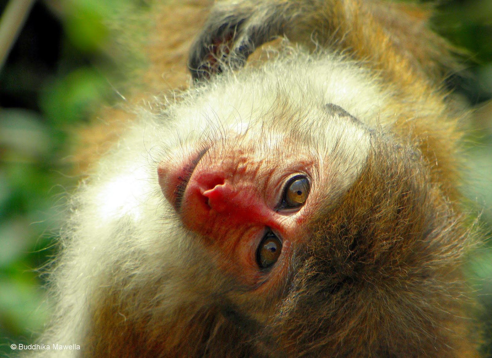 Lanka Nature Summary: Toque monkey (Macaca sinica)