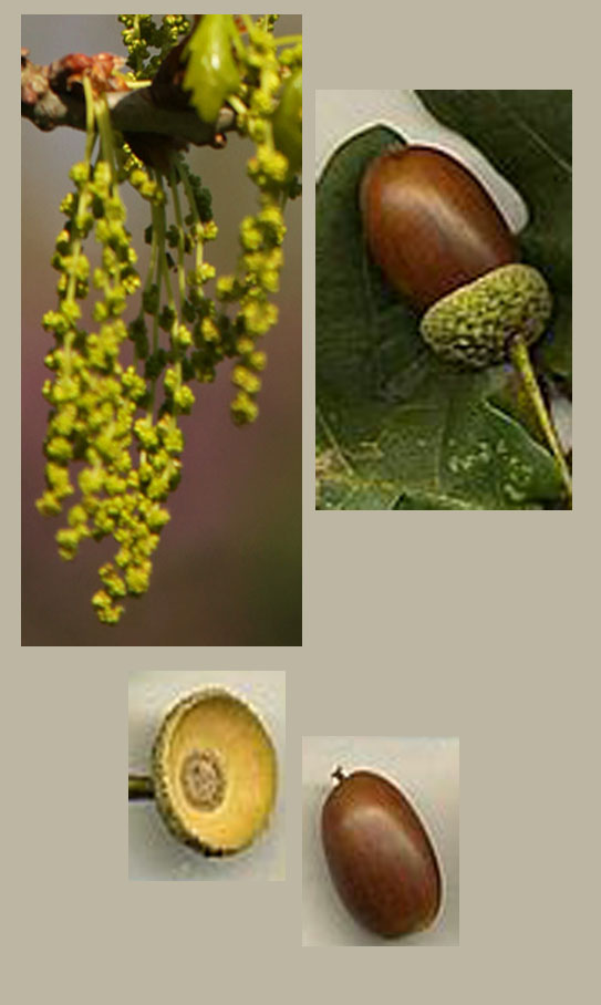 elarbolmiamigo-encinarosa: Roble común / Quercus robur / Roble carballo