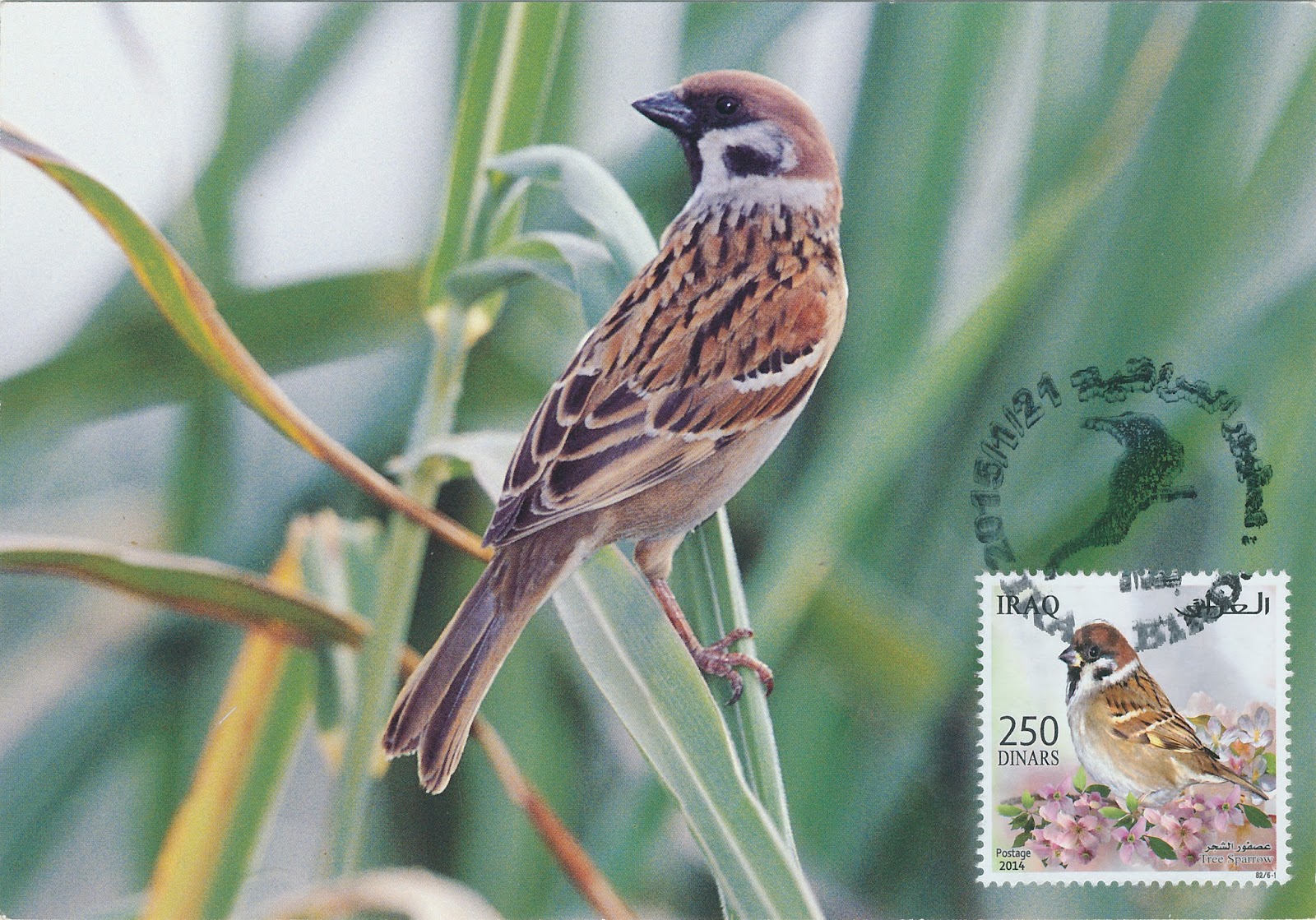 Philatelic of Birds: Iraqi birds