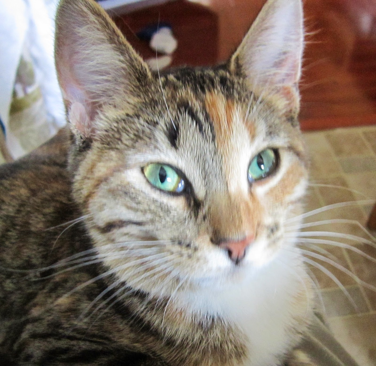 Krafting with Karen: Tee Hee Hee, and the Cat in the Bathroom