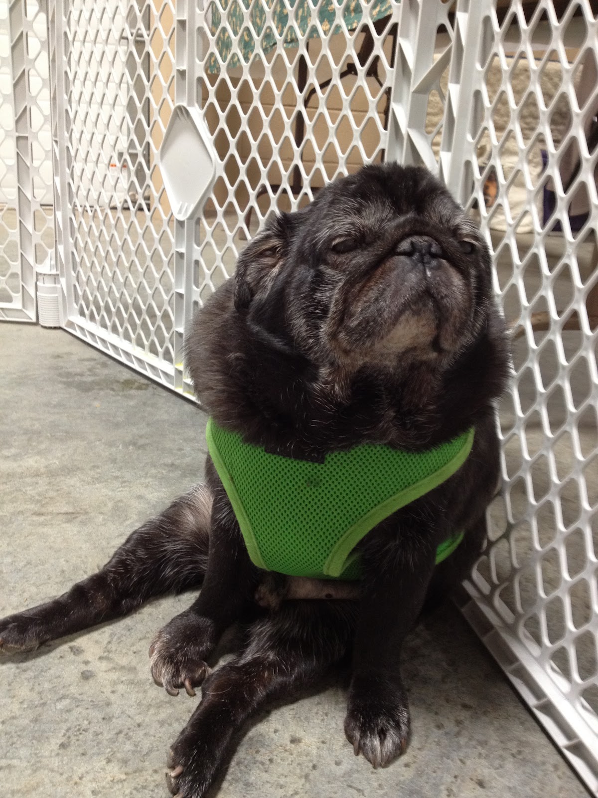 The Pugs Strike Back: March In The Pugs - 2012