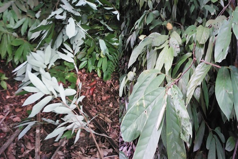 TUJOH:*:BINTANG***::: Rengas Si Kayu Hantu