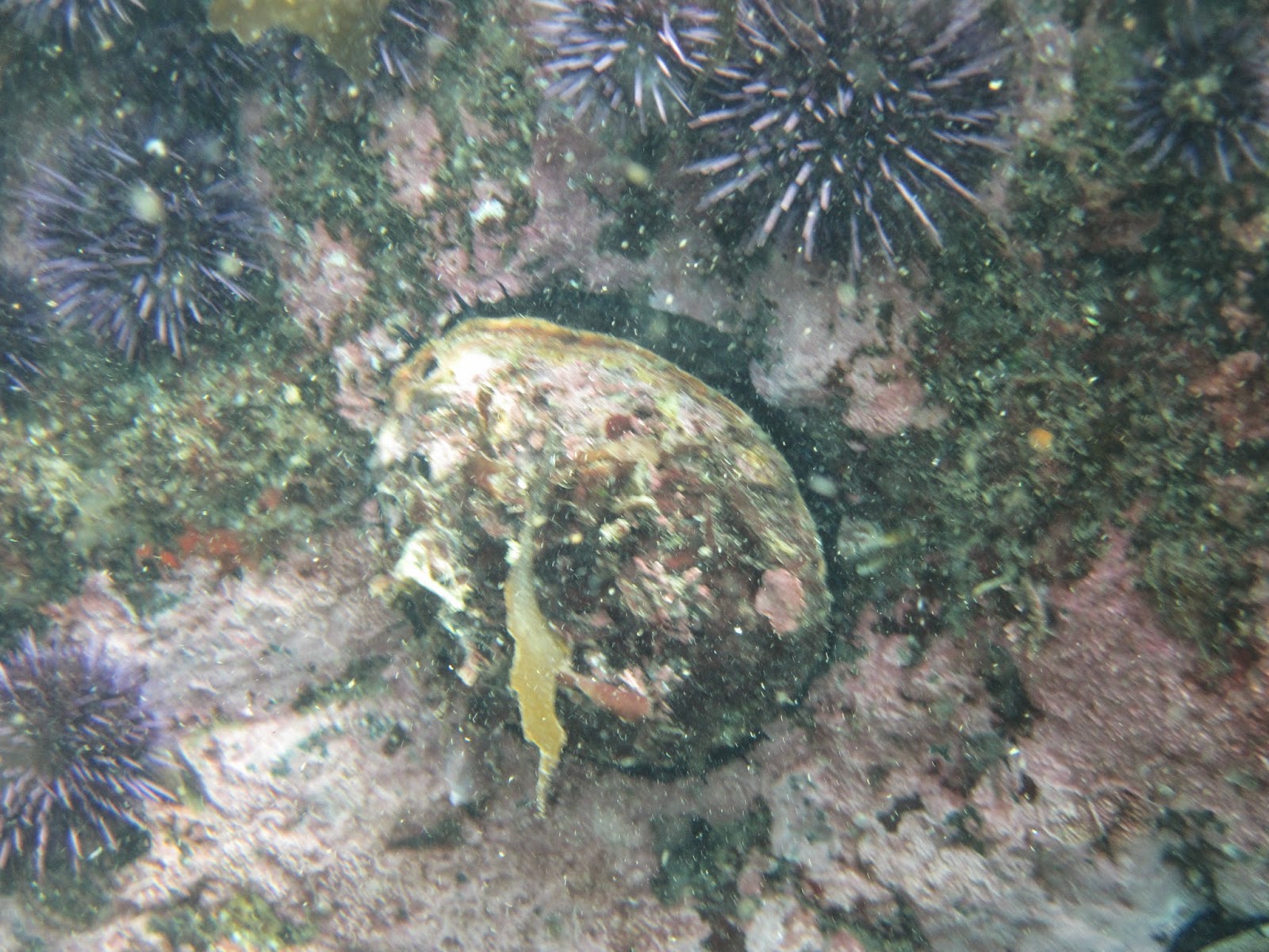 Matt Duckworth Underwater: Abalone in a Field of Urchins