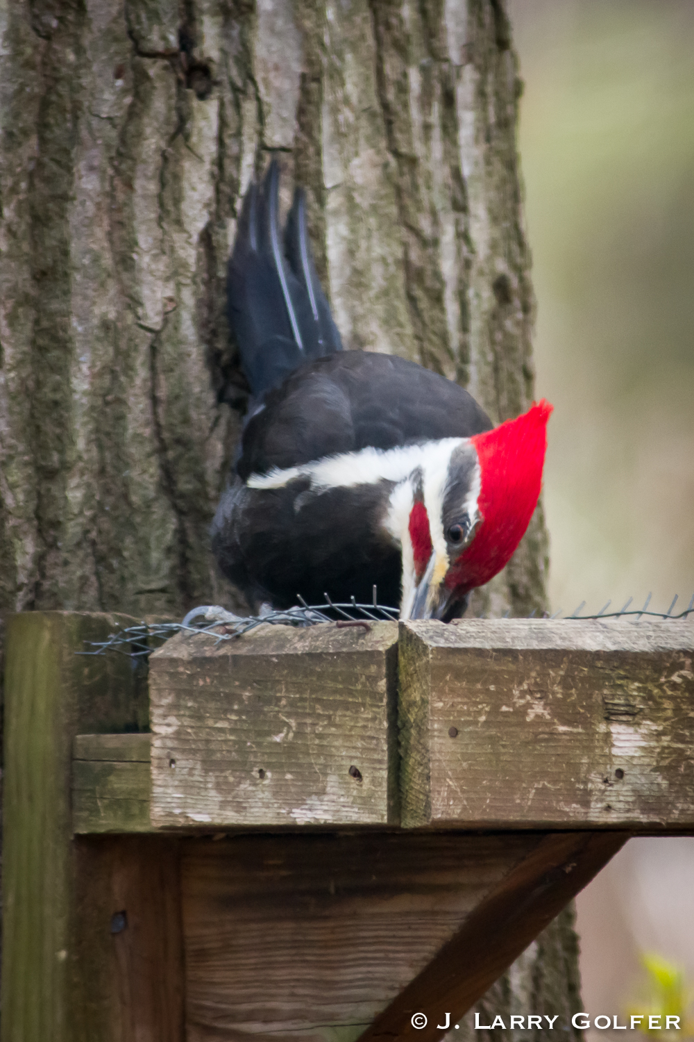 Piliated Woodpecker Pays a Visit