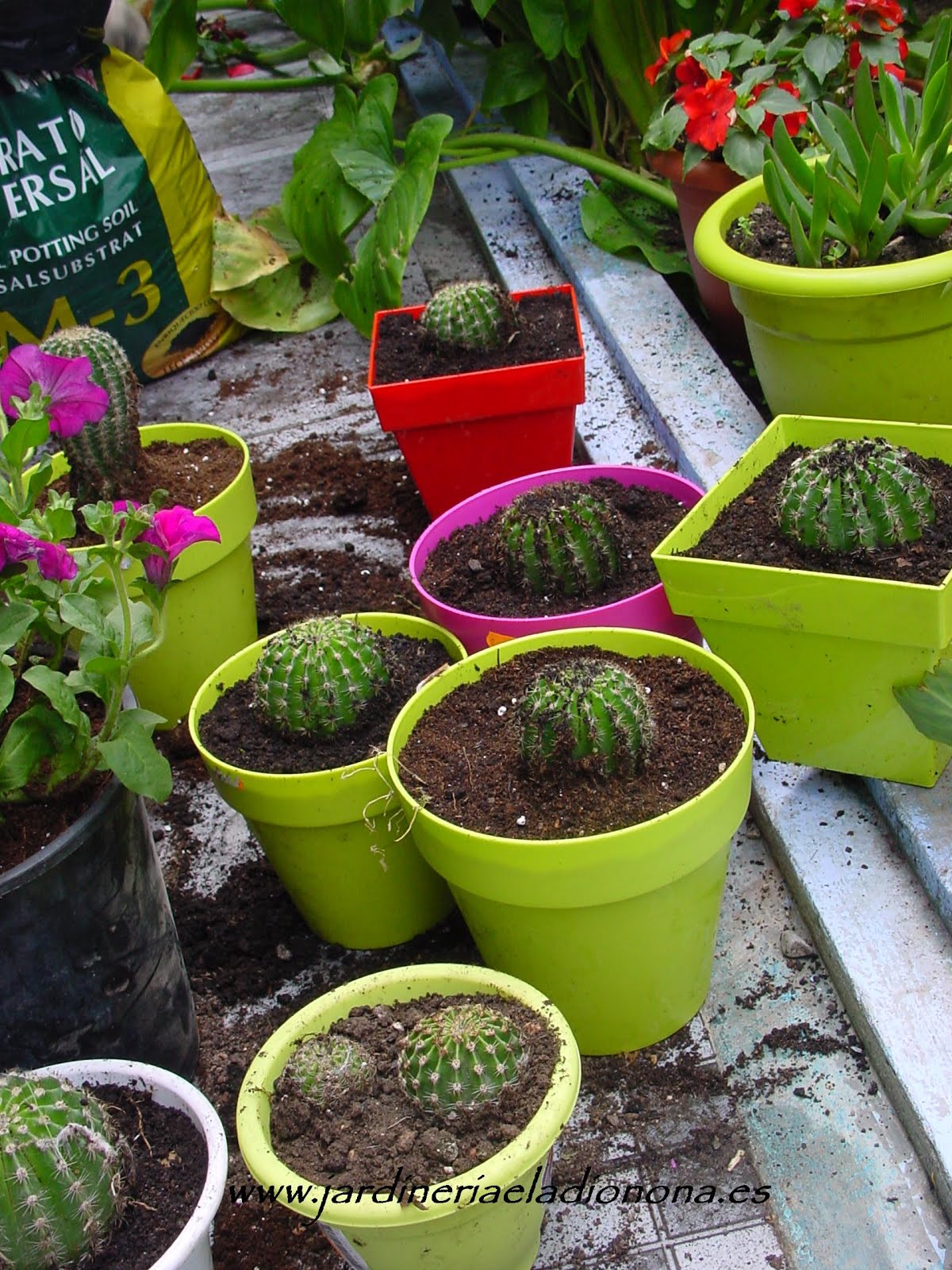 Jardineria Eladio Nonay: EL MARAVILLOSO MUNDO DE LOS CACTUS (Jardinería ...
