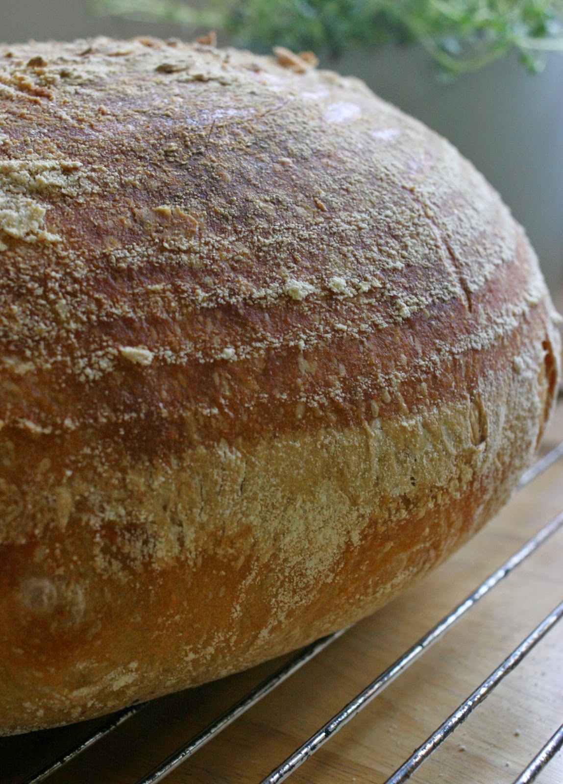 Go'deigen - godt med surdeig!: Surdeigsbrød med durumhvete