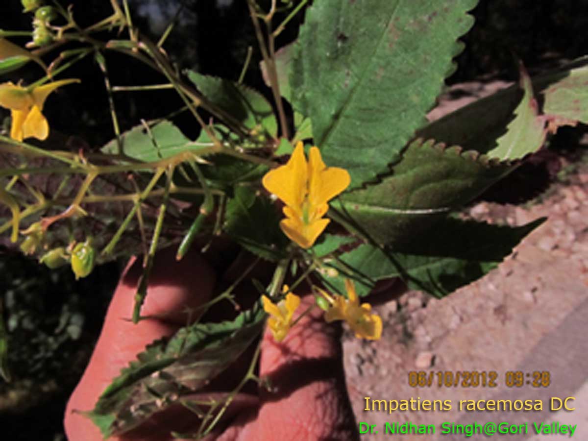 Medicinal Plants: Impatiens racemosa