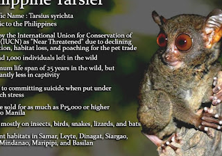 Philippine Tarsier - Tarsier Diet