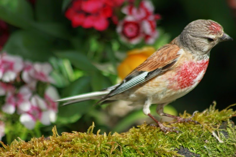 NATURAMETEO, majulada: Pardillo común