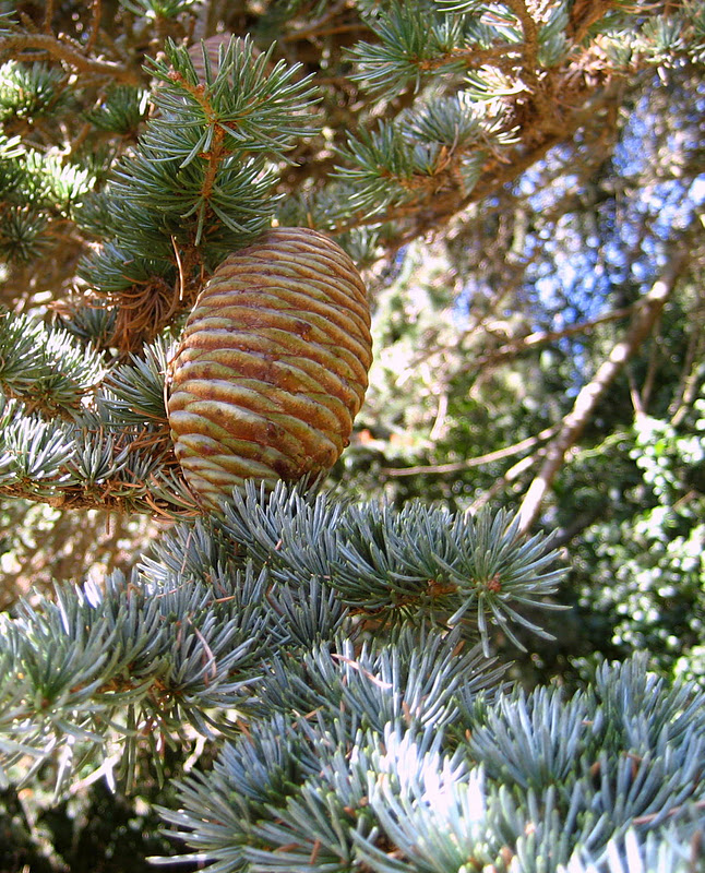 Árboles con alma: Cedro del Atlas. Cedre atlantic, (Cedrus atlantica)