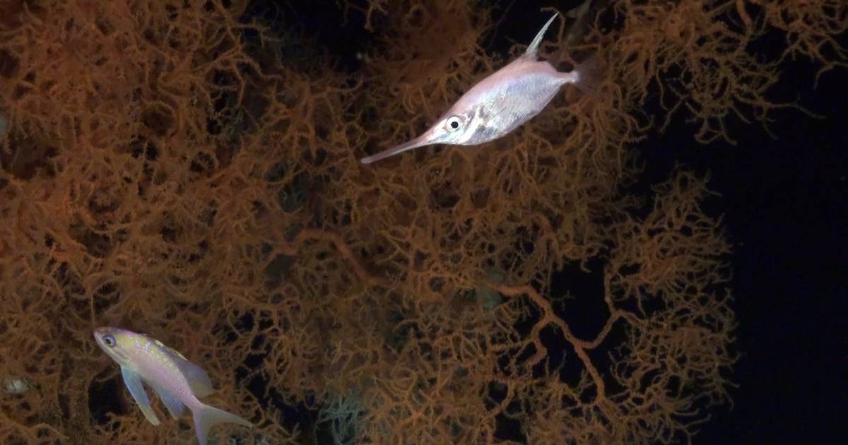 Real Monstrosities: Snipefish