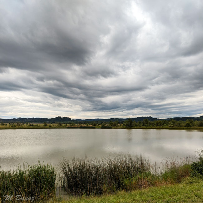 Studio Window: Fern Ridge Wildlife Area