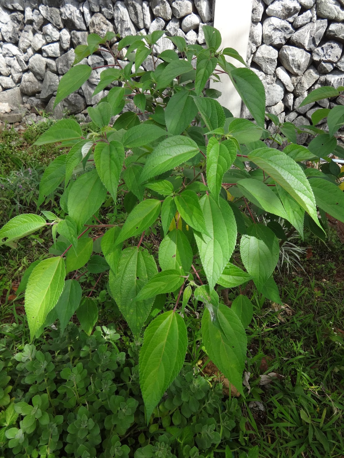 Herbs from Distant Lands: Pipturus spp. - Mamaki Tea, Handalamay, Armwe ...