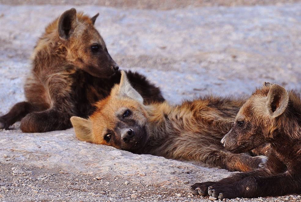 Elsen Karstad's 'Pic-A-Day Kenya': Hyena Pups- Amboseli Kenya