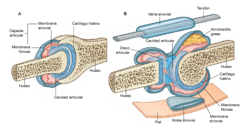 Tipos de articulaciones del cuerpo humano