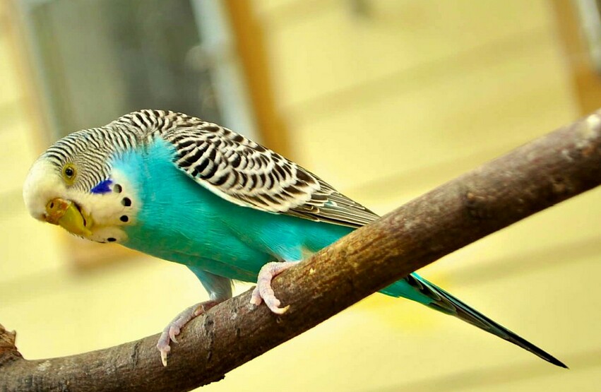 DI BALIK KEINDAHAN BURUNG PARKIT | DUNIA HOBI BURUNG