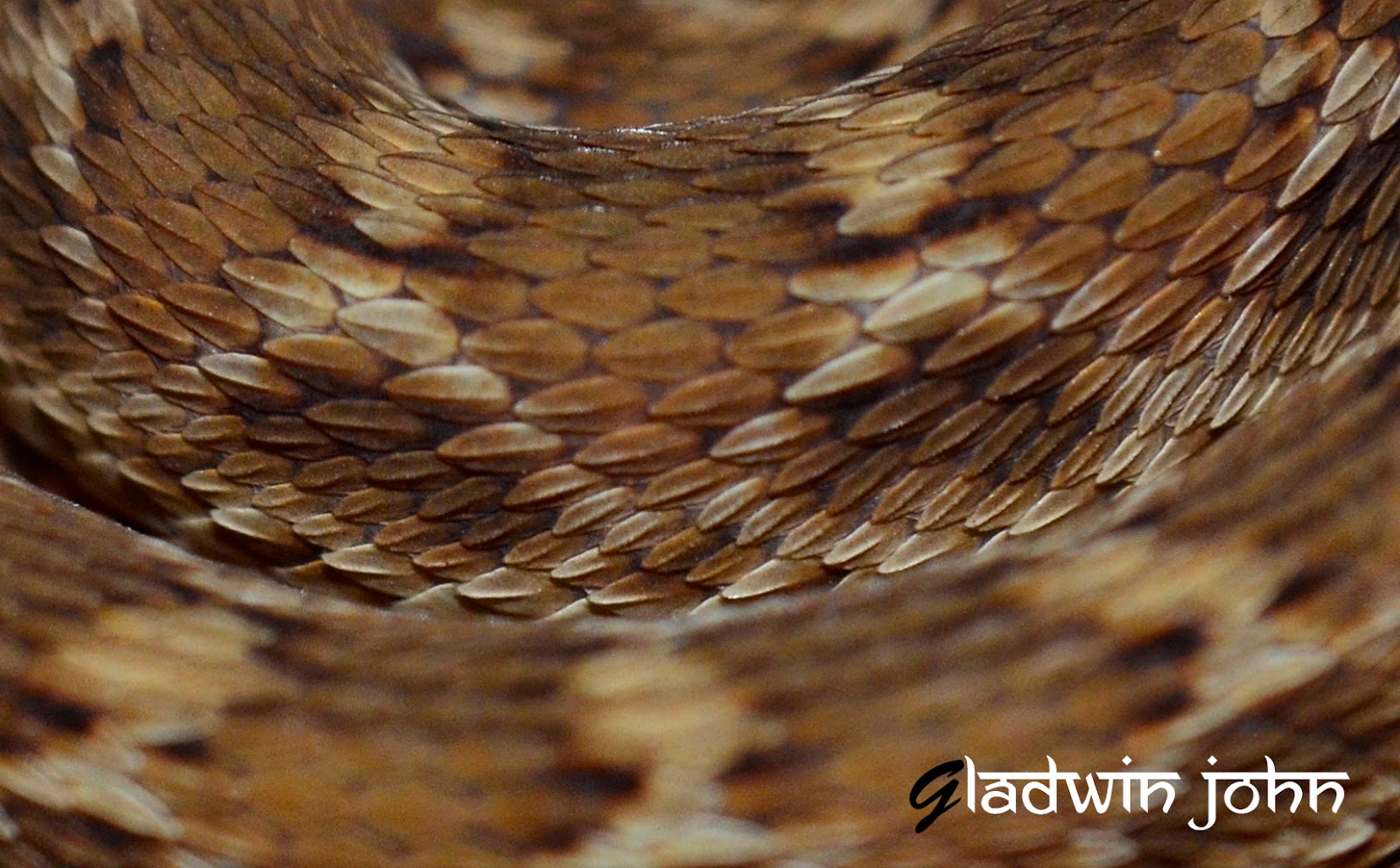 Biodiversity of Bharathidasan University: Big four snakes of India can ...