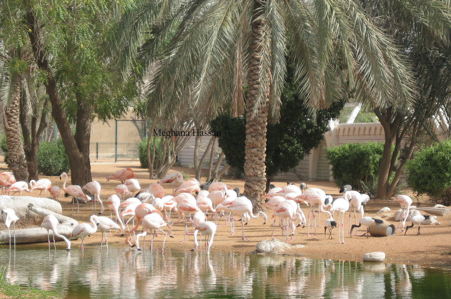 My World: Al Ain Zoo
