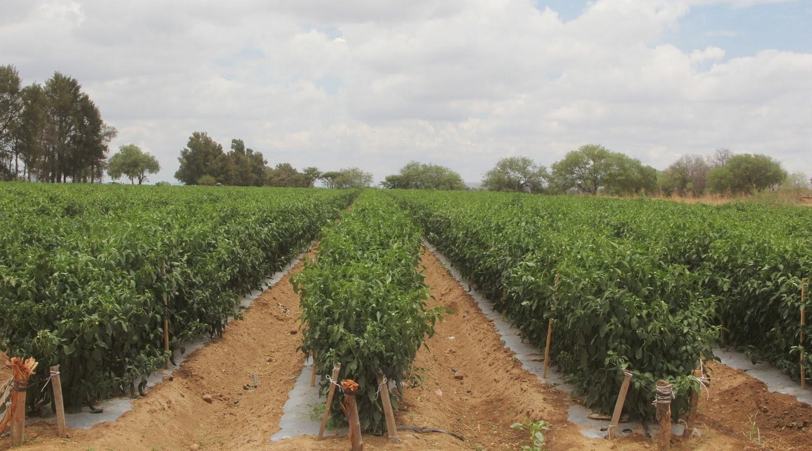PRODUCTORES DE CHILE DE AGUASCALIENTES TRABAJAN EN LA COSECHA DE ESTA ...