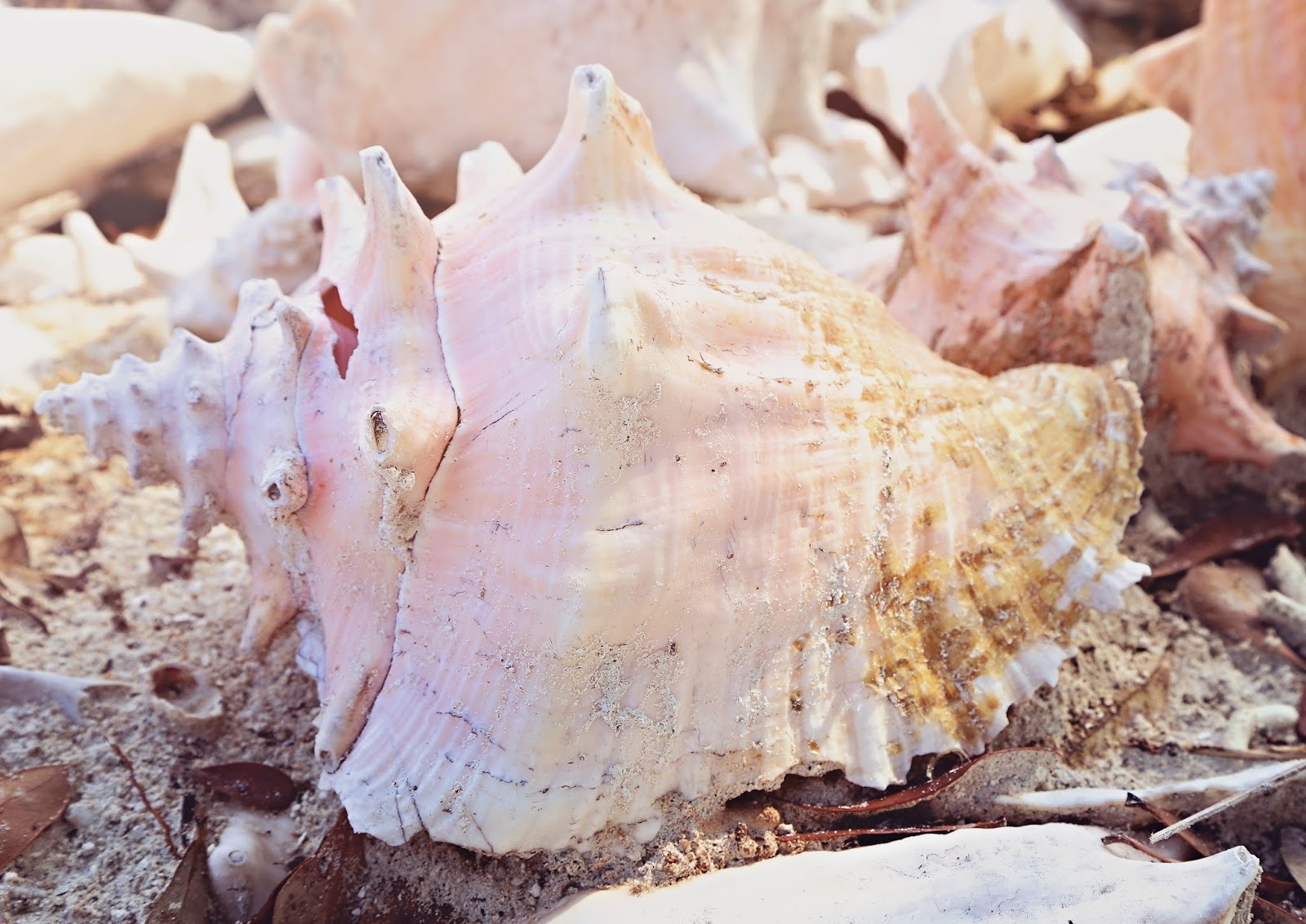 A Feathered Nest: Belize - Part 1