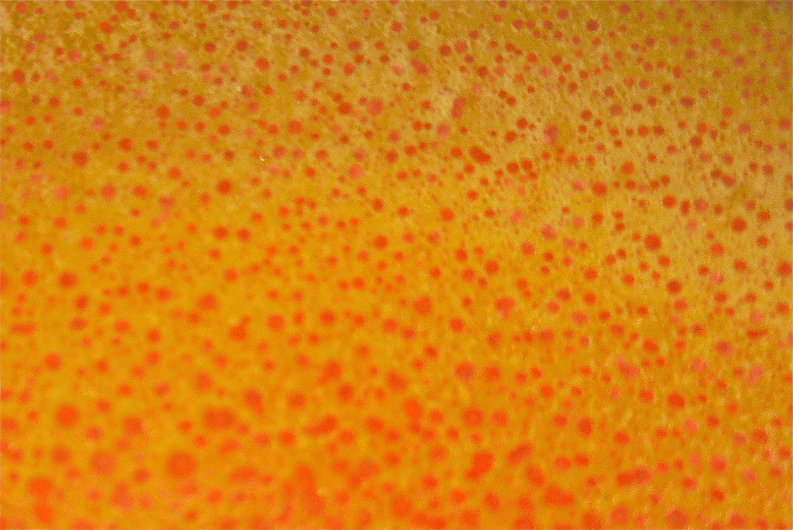 The End of History: Magic Orange