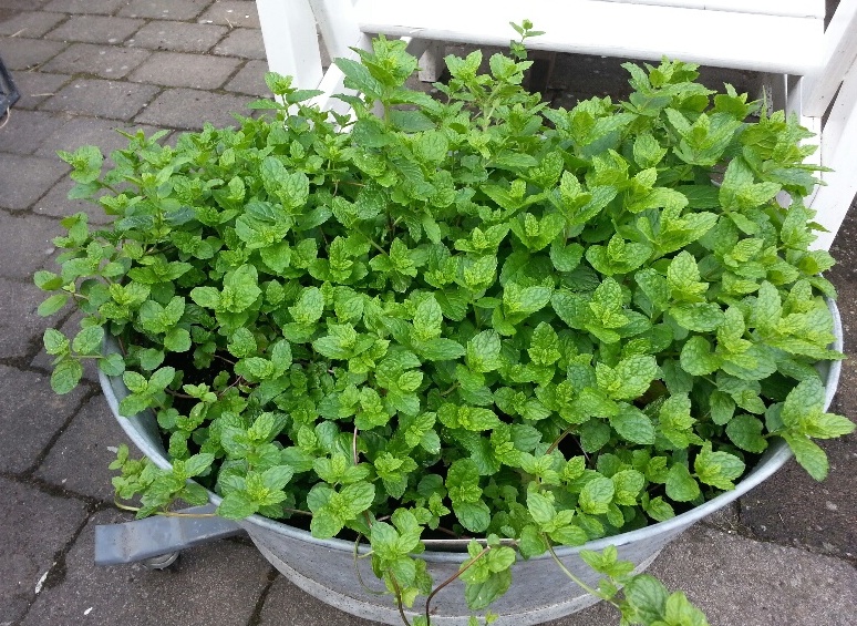 Fröken Abbe: Mynta och mojito