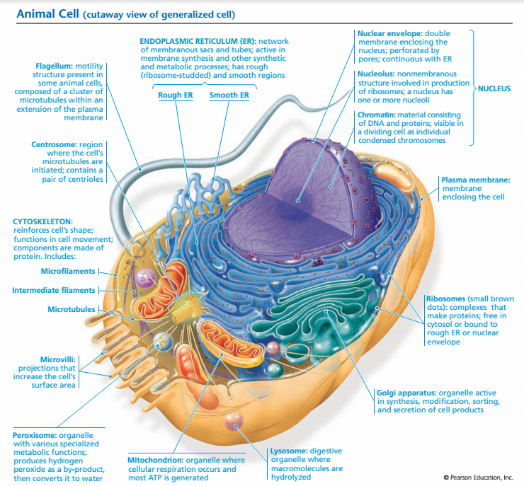 Sel - Biologi Buanget