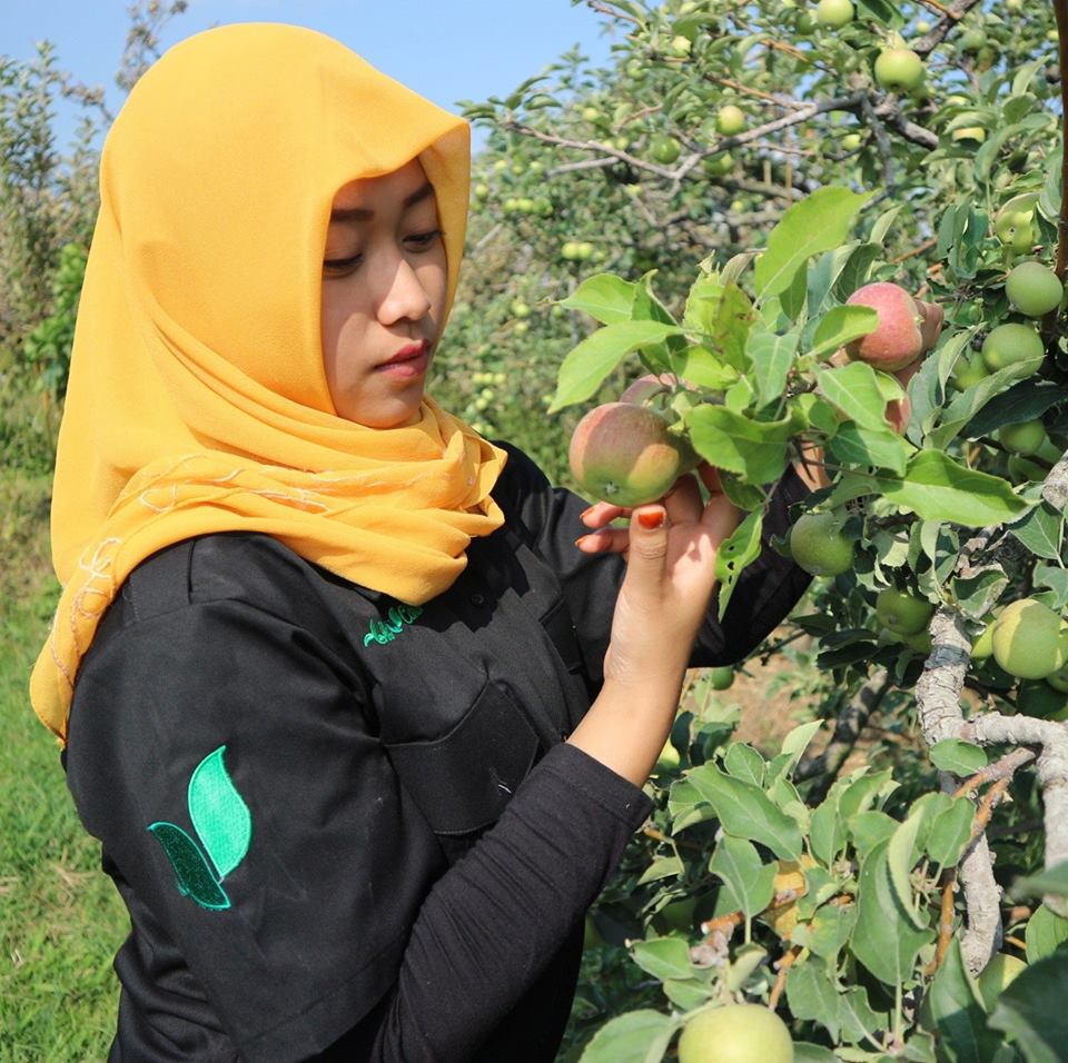 Sangat Mudah... Menanam Apel Dalam Pot Cepat Berbuah - Sahabat Pengetahuan