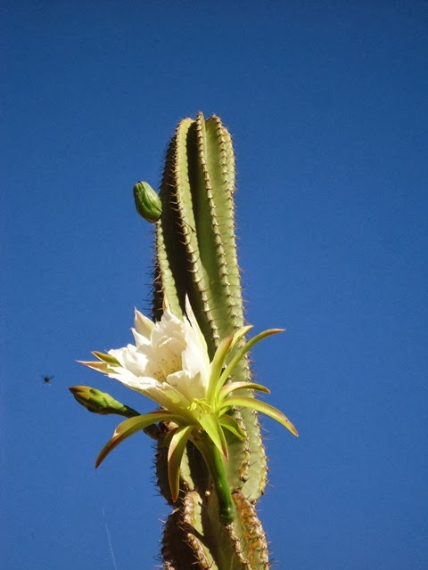 NATUREZA EM FOTOS: FLOR DO MANDACARU