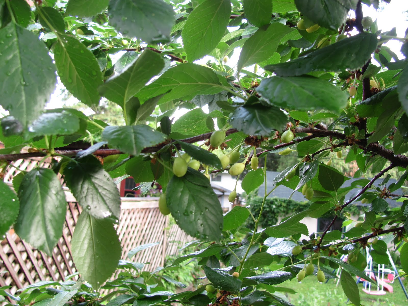 eighth acre farm: raising kids and gardens in the city