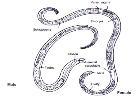 Lecture Notes in Medical Technology: Lecture #2: THE INTESTINAL NEMATODES