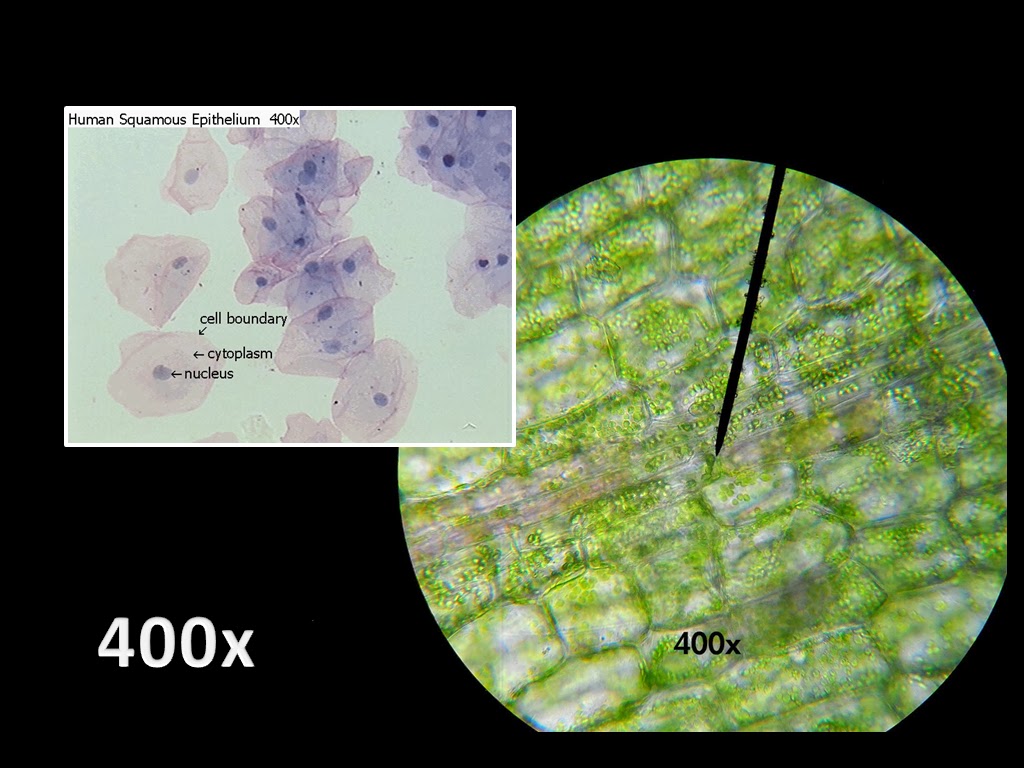 Elodea 400x Nucleus