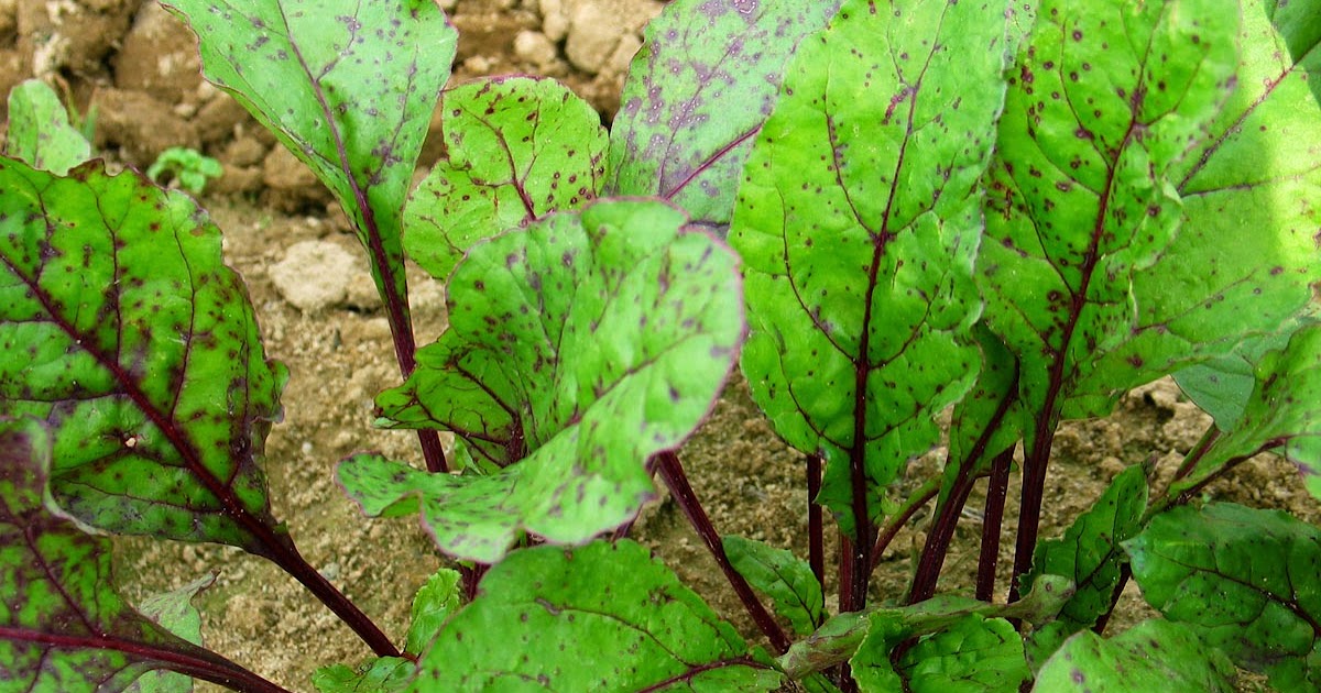 Controlling Garden Pests: Beetroot Leaf Spot