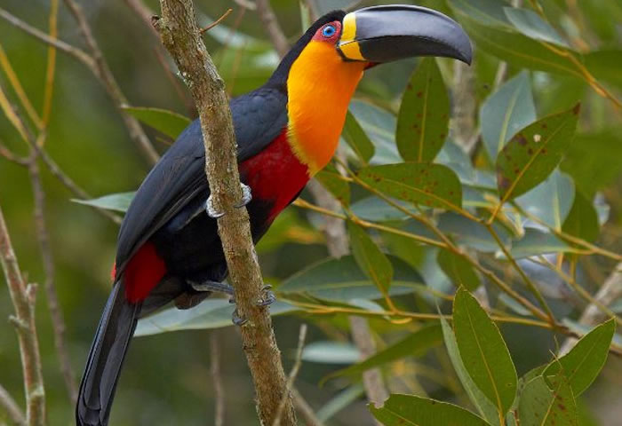 ΤΟΥΚΑΝ photos - wallpapers | the fun bank